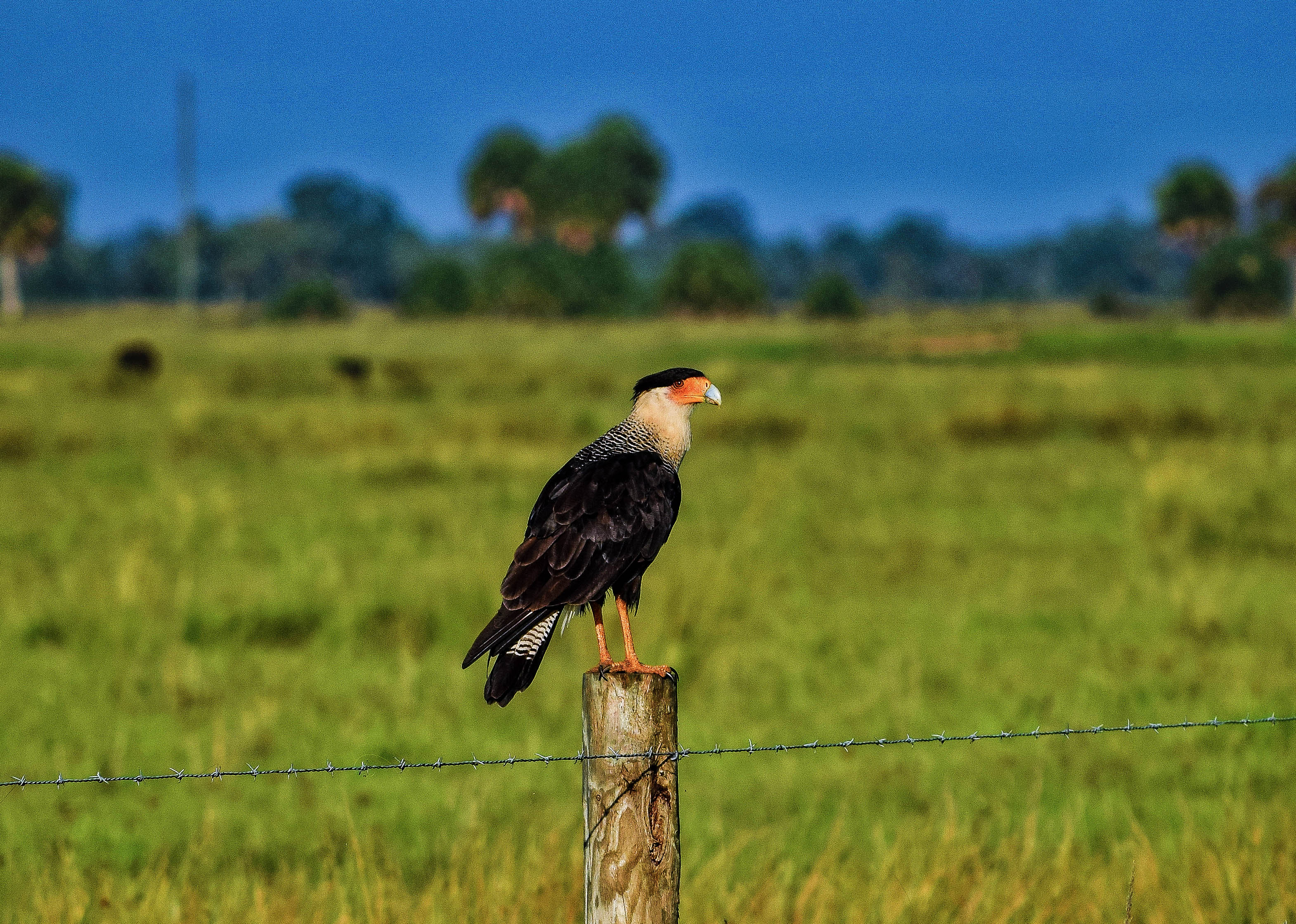 Quantitative review of state imperiled species acts | Caitlin C. Mothes